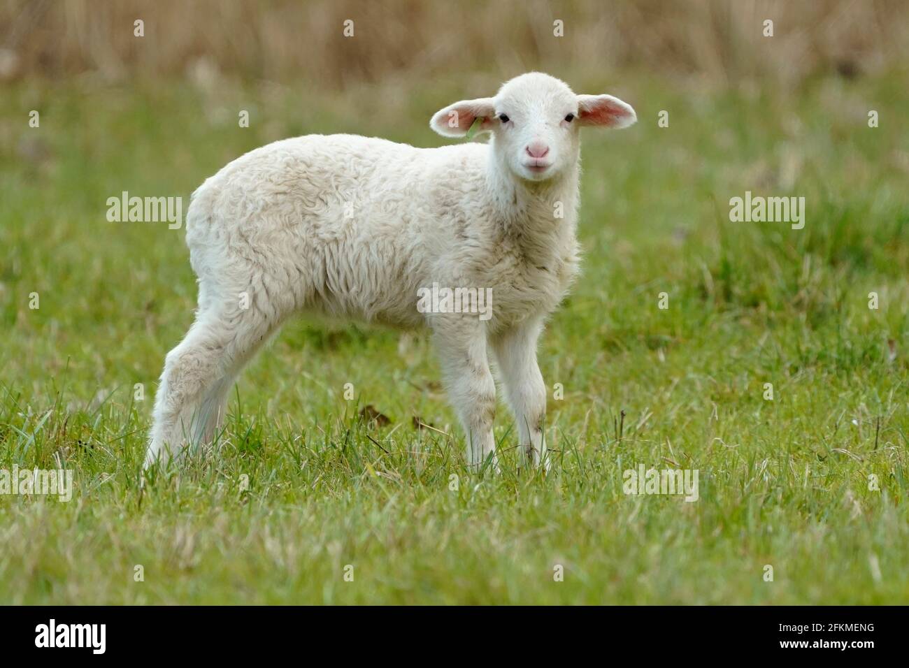 Forest sheep, lamb on a pasture, Germany Stock Photo - Alamy