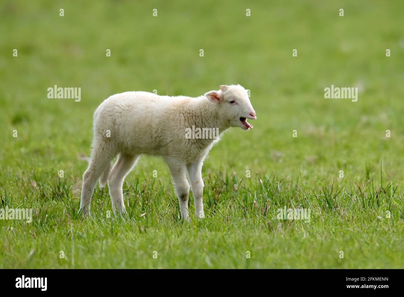 Forest sheep, lamb bleating on a pasture, Germany Stock Photo - Alamy