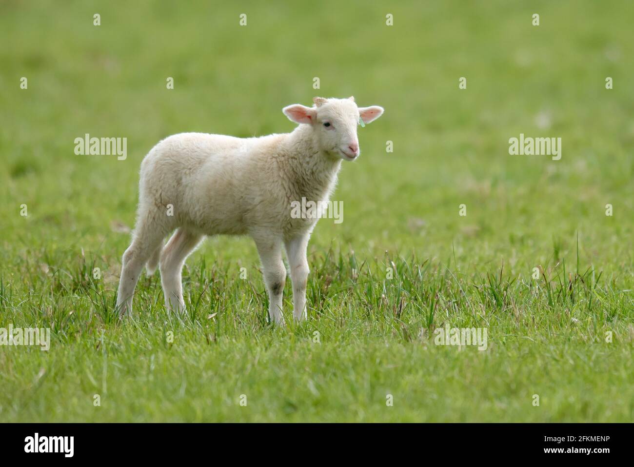 Forest sheep, lamb standing on a pasture, Germany Stock Photo - Alamy