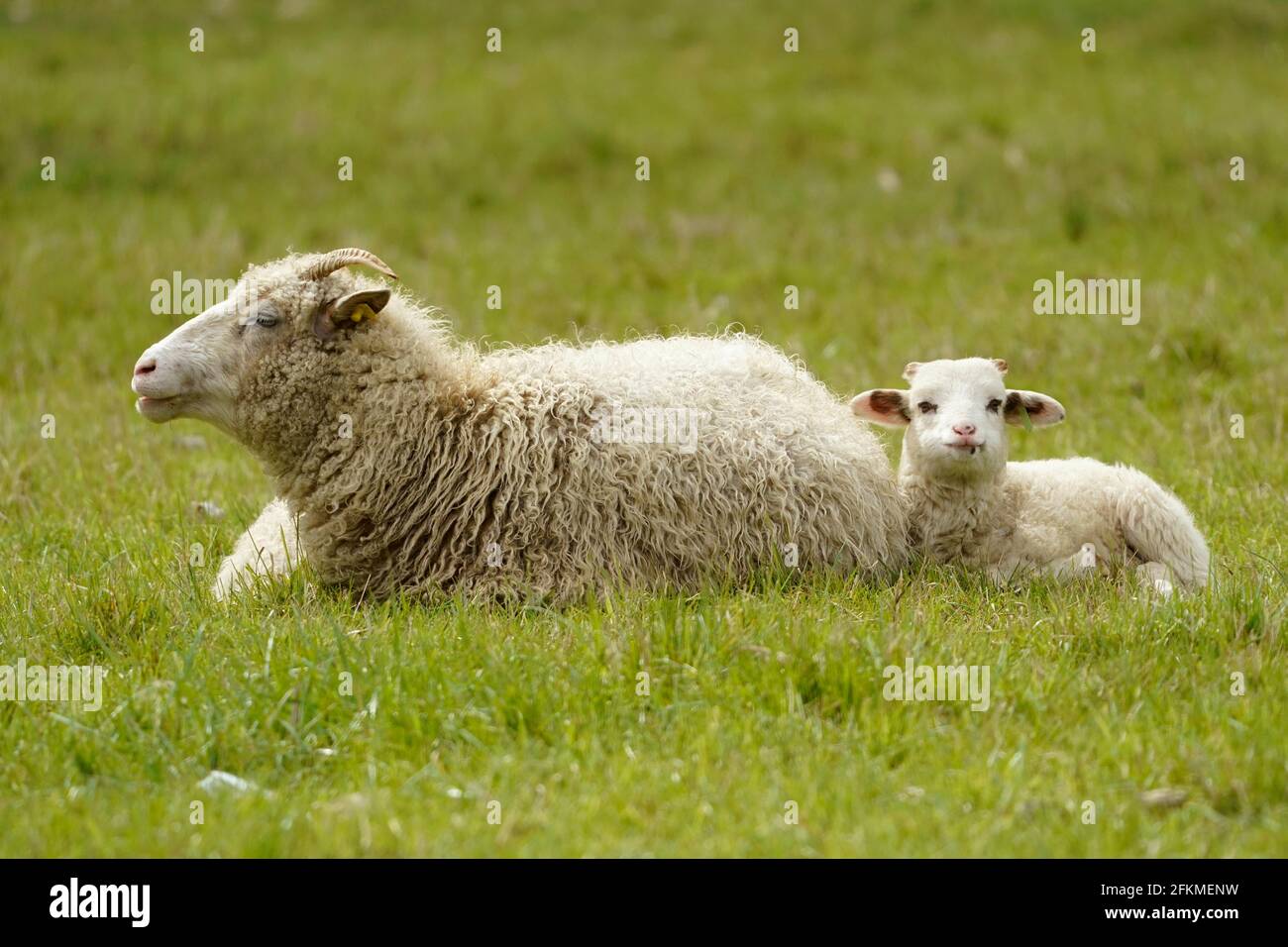 Forest sheep, lamb lying with mother on a pasture, Germany Stock Photo ...