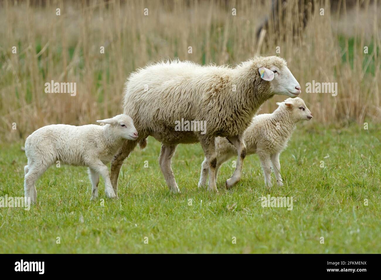 Forest sheep, two lambs with mother on a pasture, Germany Stock Photo - Alamy