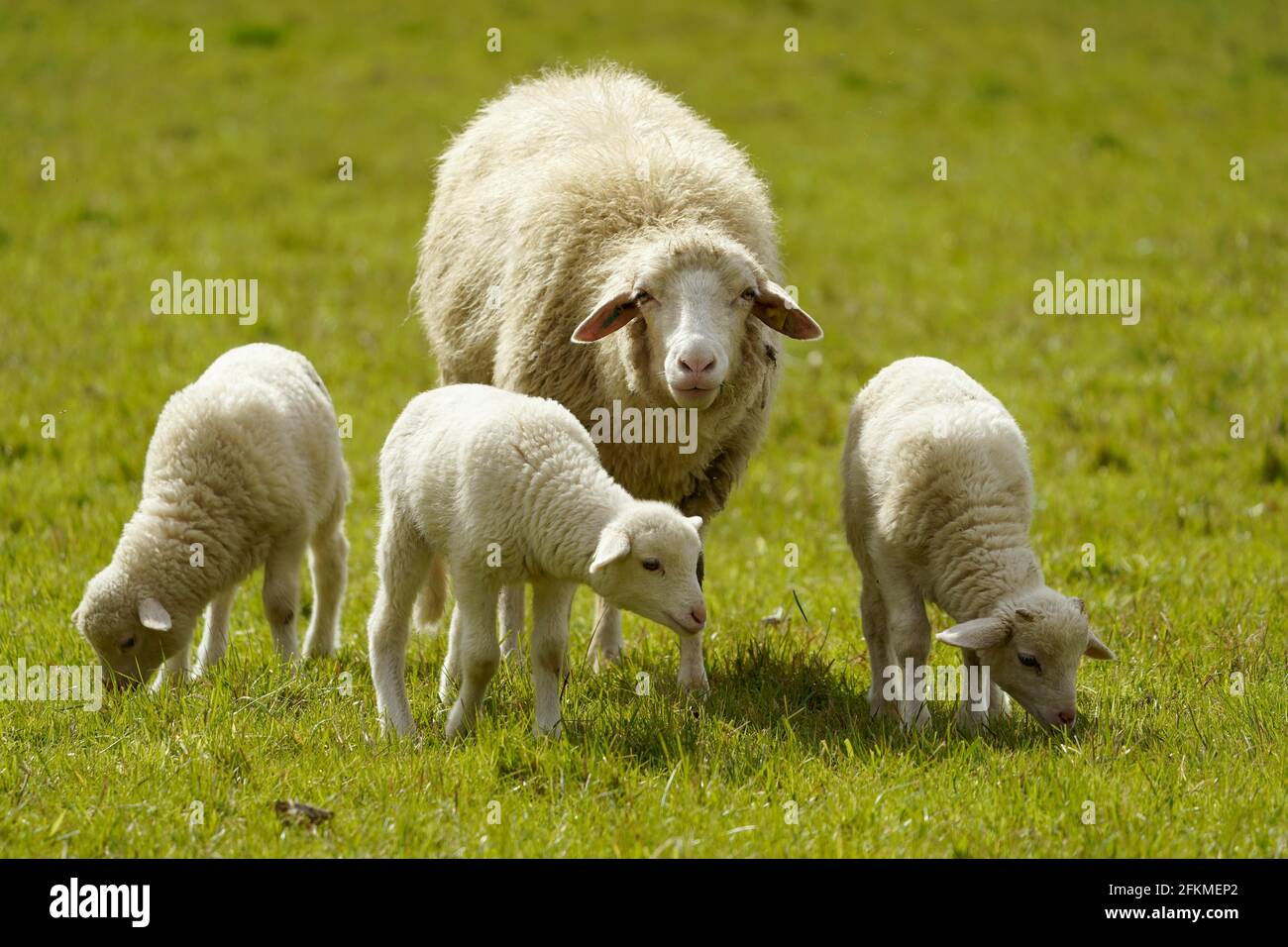 Forest sheep, three lambs with mother grazing on a pasture, Germany ...