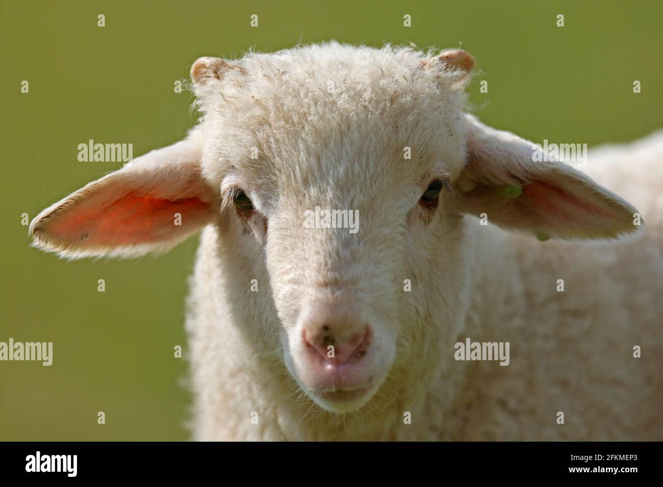 Forest sheep, animal portrait, lamb on a pasture, Germany Stock Photo ...