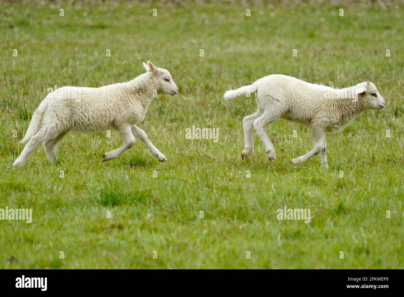 Another sheep hi-res stock photography and images - Alamy
