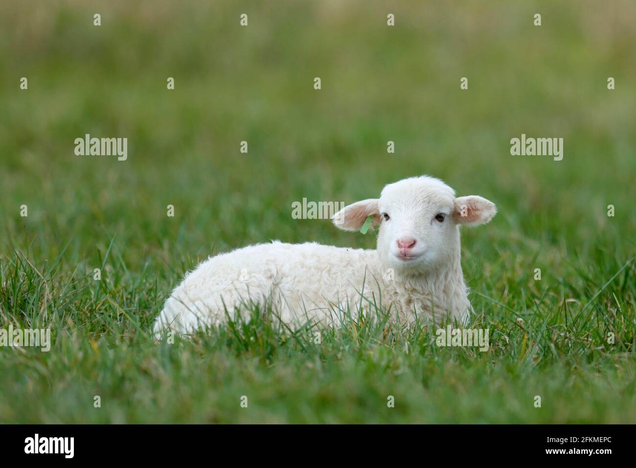 Forest sheep, lamb lying in a pasture, Germany Stock Photo - Alamy