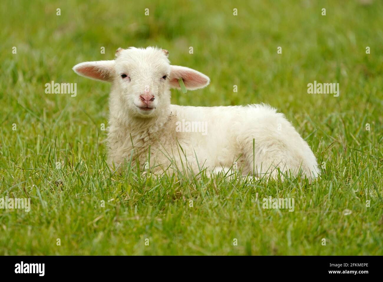 Forest sheep, lamb lying in a pasture, Germany Stock Photo - Alamy