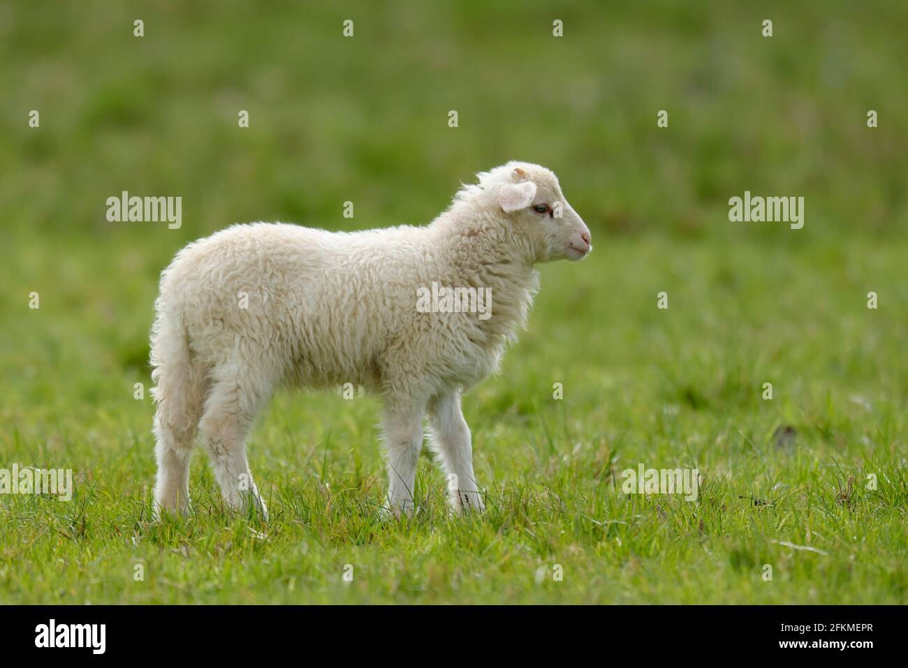 Forest sheep, lamb standing on a pasture, Germany Stock Photo - Alamy