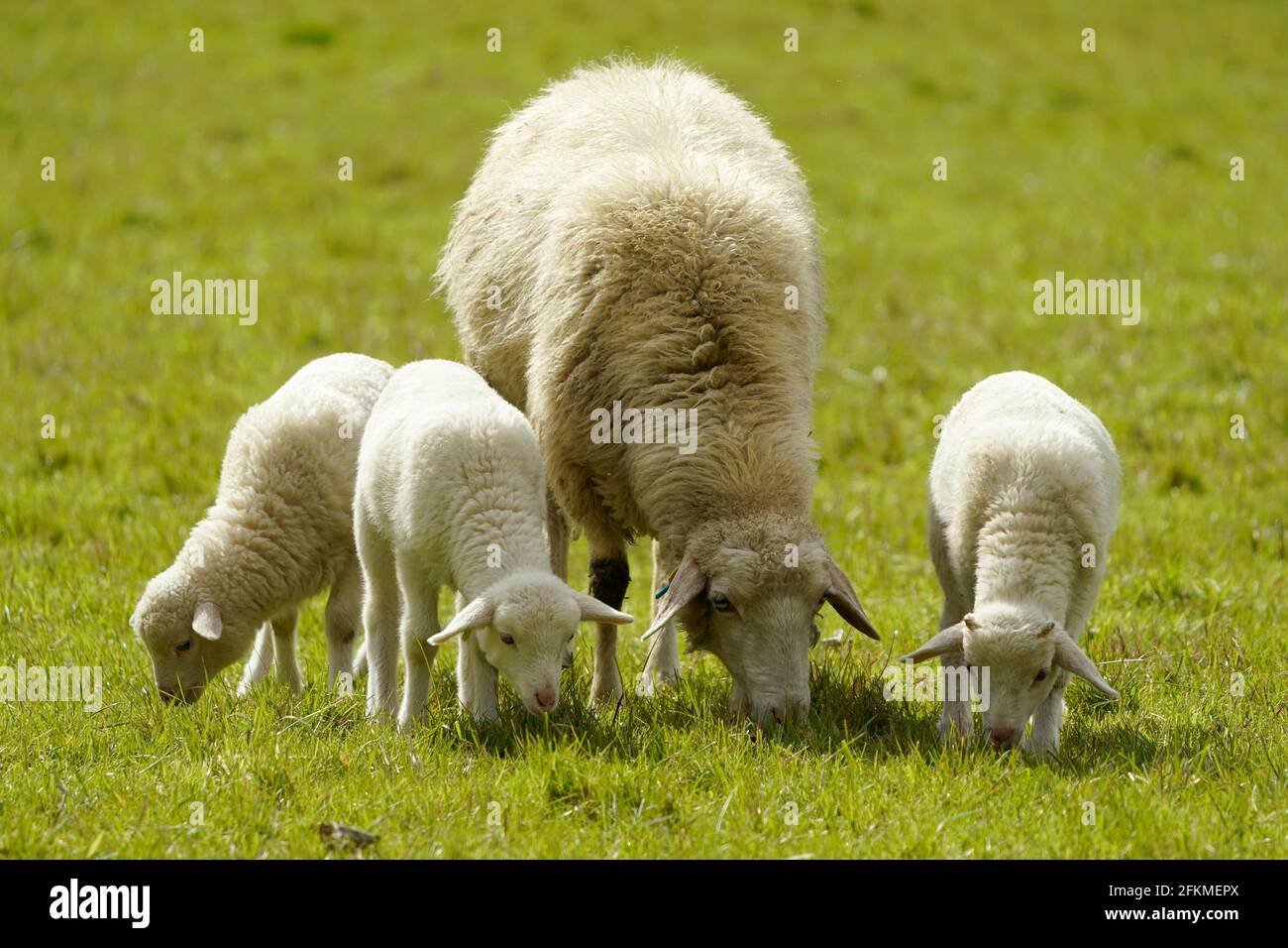 Forest sheep, three lambs with mother grazing on a pasture, Germany ...