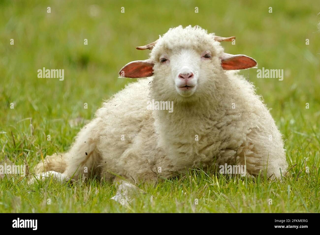 Forest sheep lying on a pasture, Germany Stock Photo - Alamy