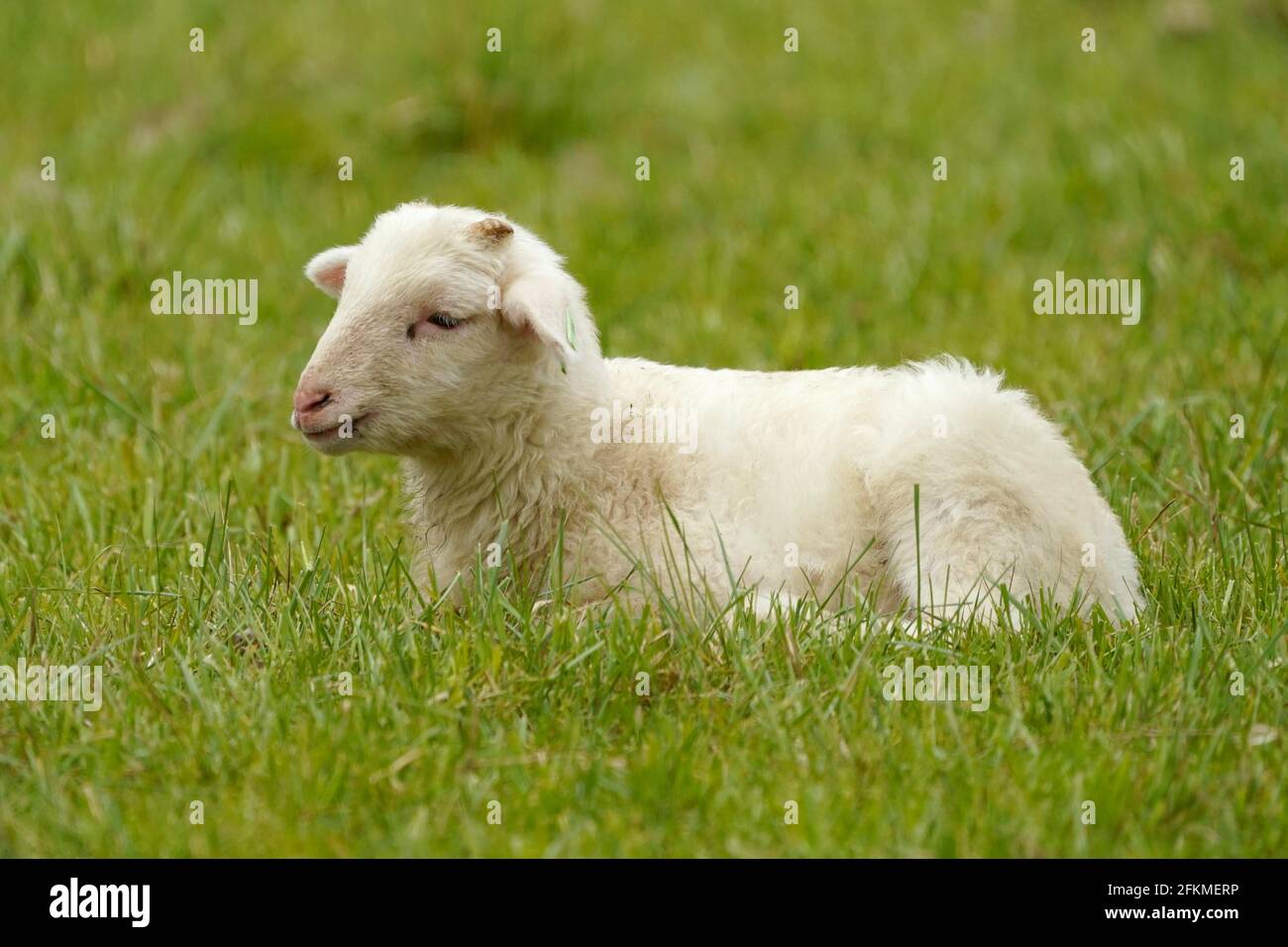 Forest sheep, lamb lying in a pasture, Germany Stock Photo - Alamy