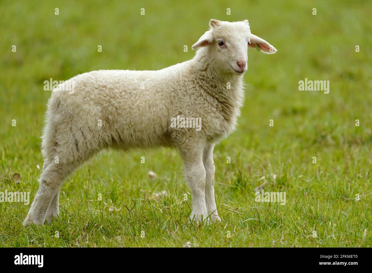 Lamb on grass pasture hi-res stock photography and images - Alamy