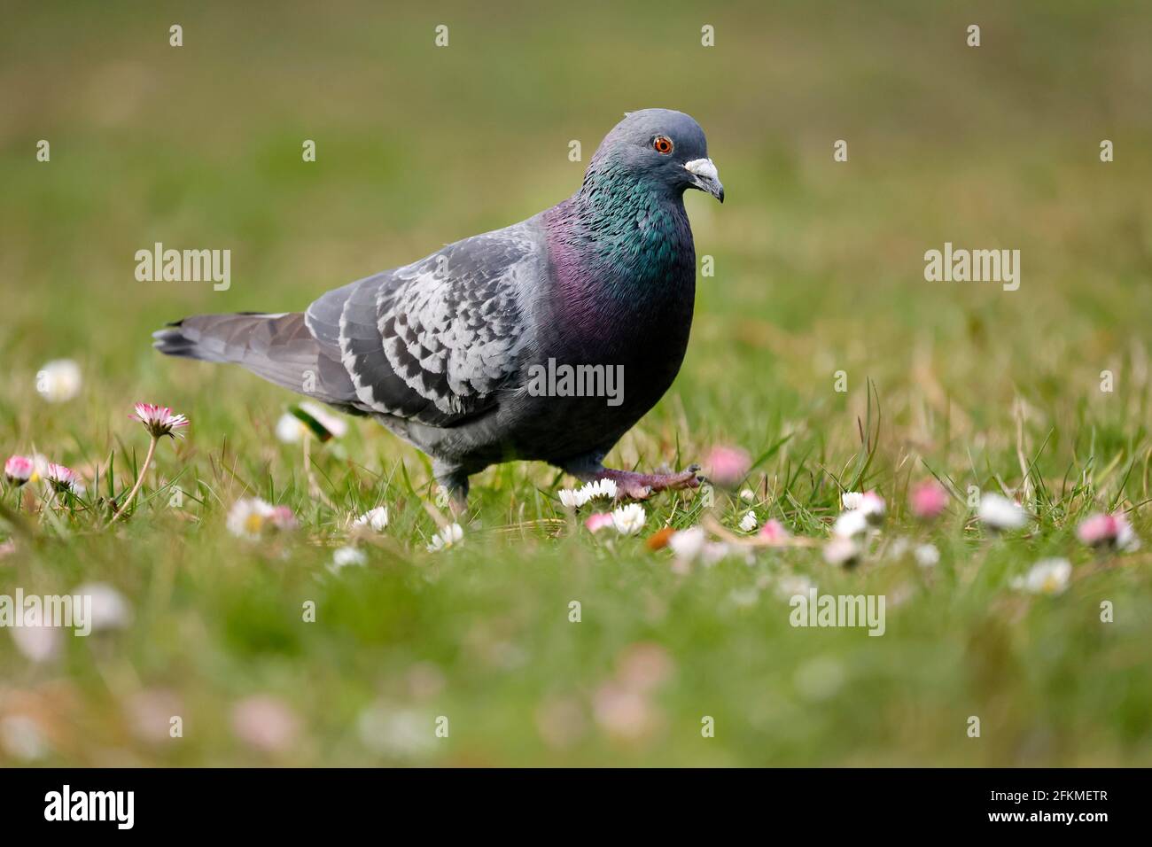 Dove flower hi-res stock photography and images - Alamy