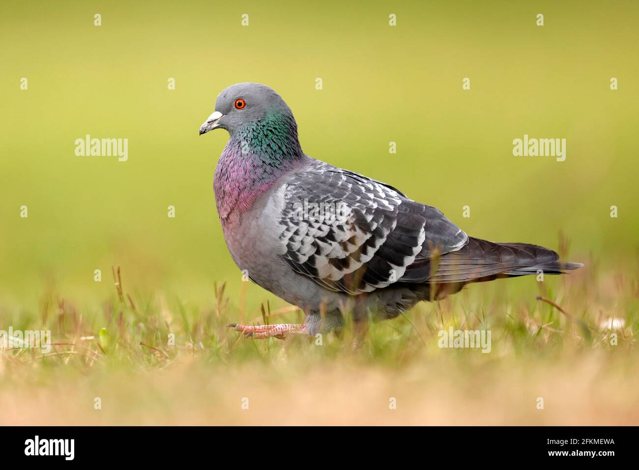 Dove walk hi-res stock photography and images - Alamy