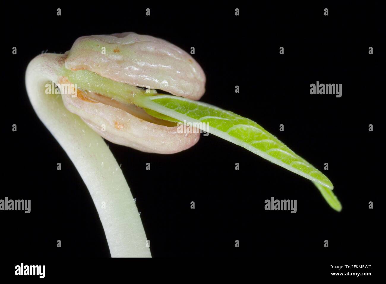 Mung bean, shoot (Vigna mungo) (Phaseolus mungo), Jerusalem bean ...