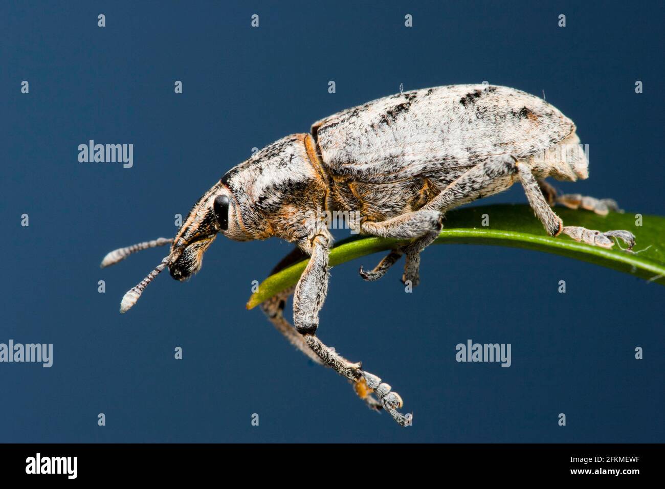 Cleonus piger hi-res stock photography and images - Alamy