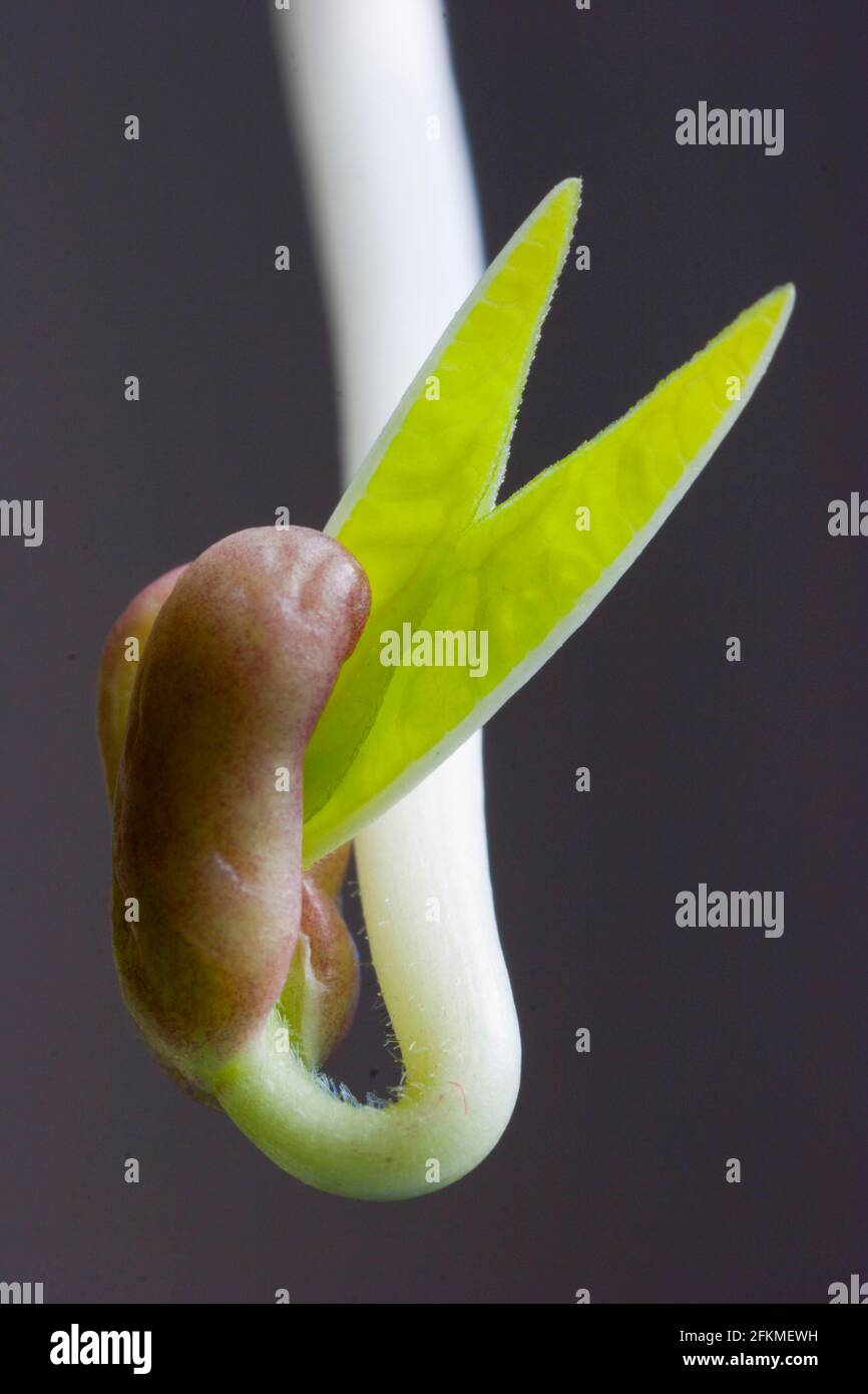 Mung bean, shoot (Vigna mungo) (Phaseolus mungo), Jerusalem bean ...