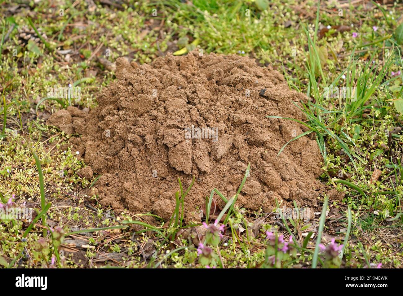 Mole mound in a meadow, Baden-Wuerttemberg, Germany Stock Photo - Alamy