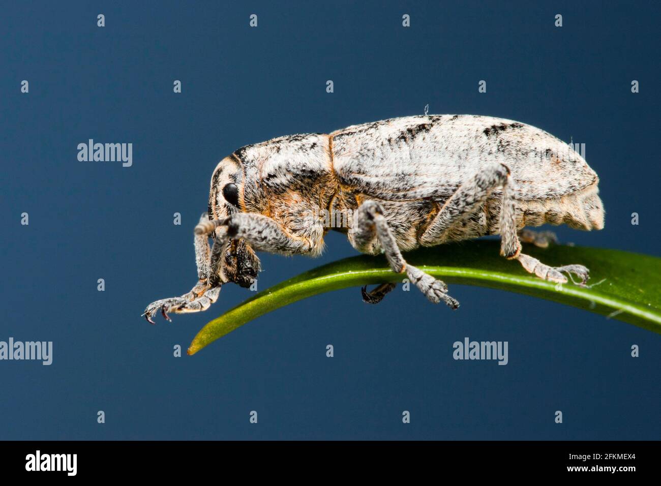 Cleonus piger hi-res stock photography and images - Alamy