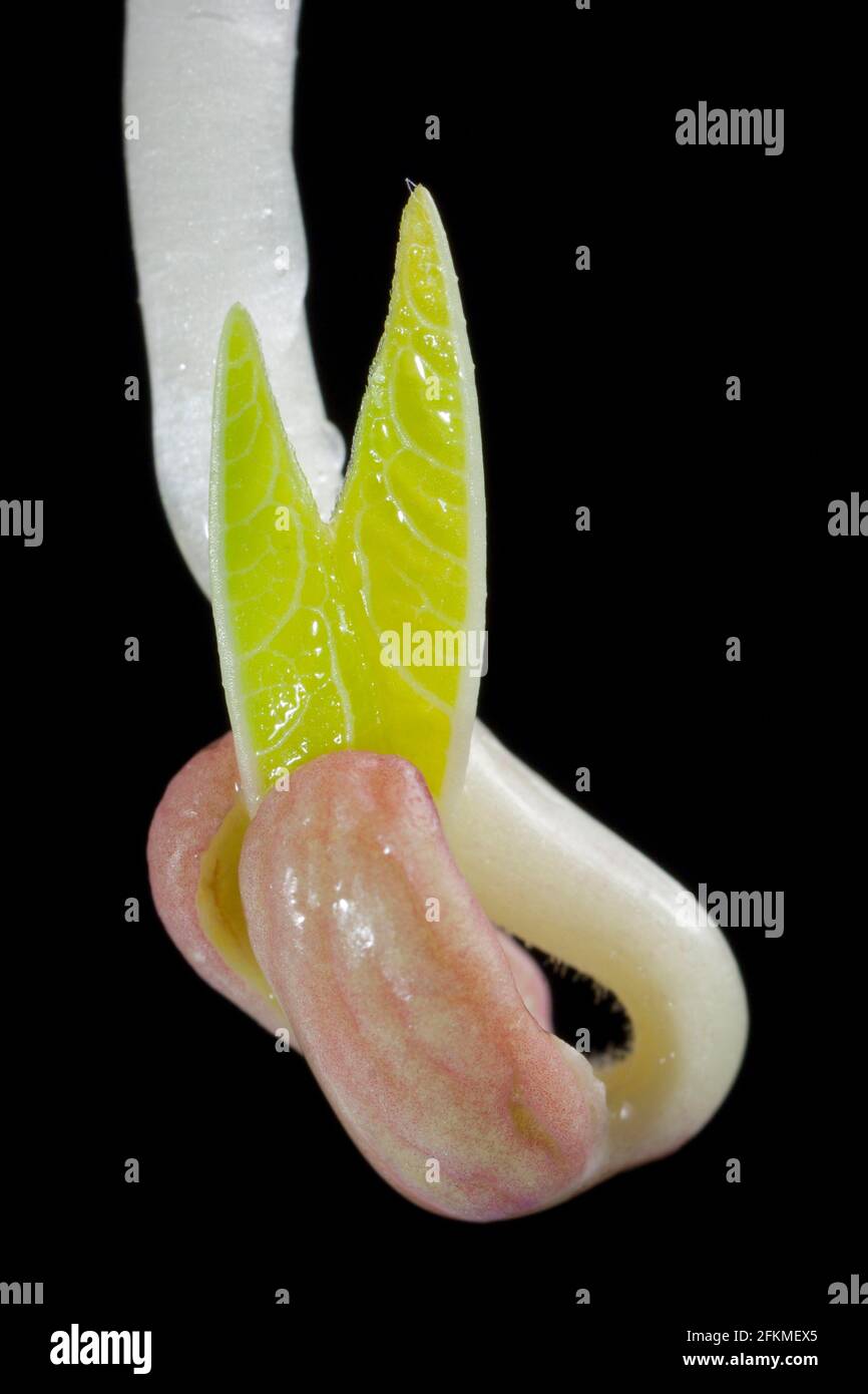 Jerusalem bean hi-res stock photography and images - Alamy