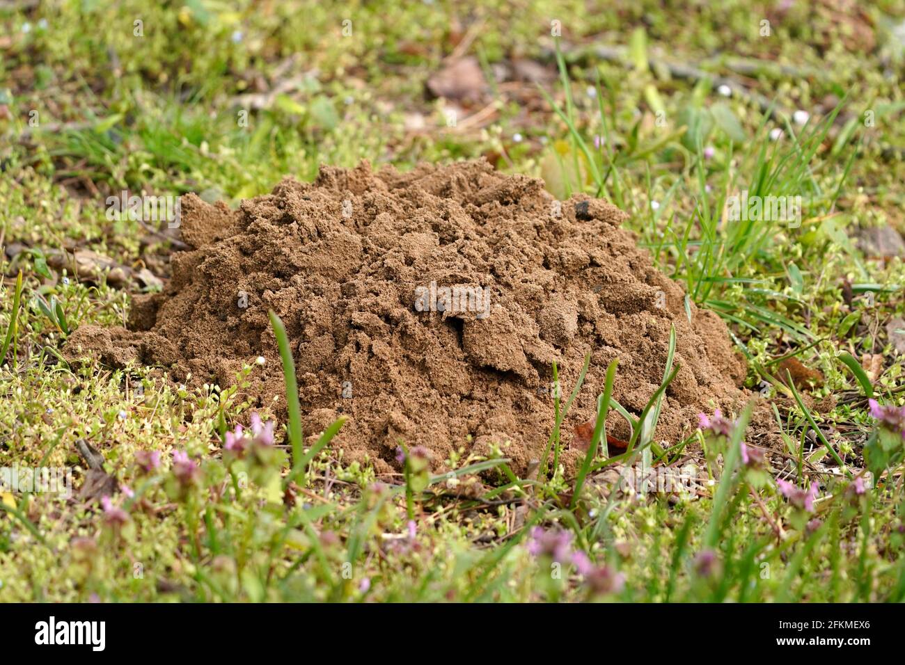 Mole mound in a meadow, Baden-Wuerttemberg, Germany Stock Photo - Alamy