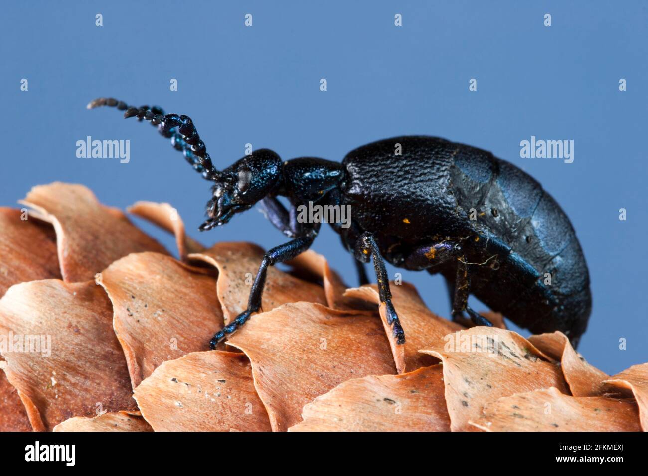 Black and blue oil beetle hi-res stock photography and images - Alamy