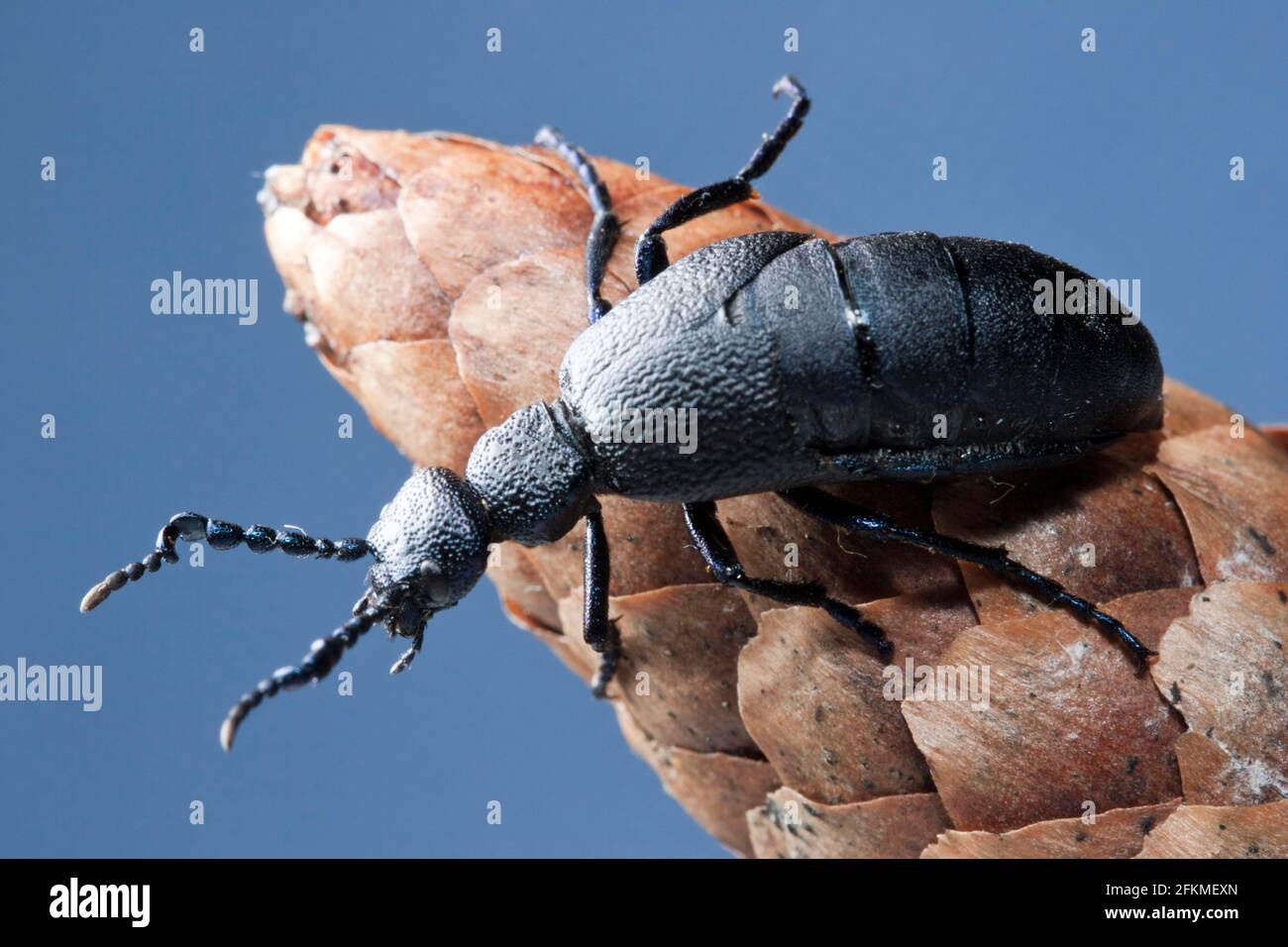 Black and blue oil beetle hi-res stock photography and images - Alamy