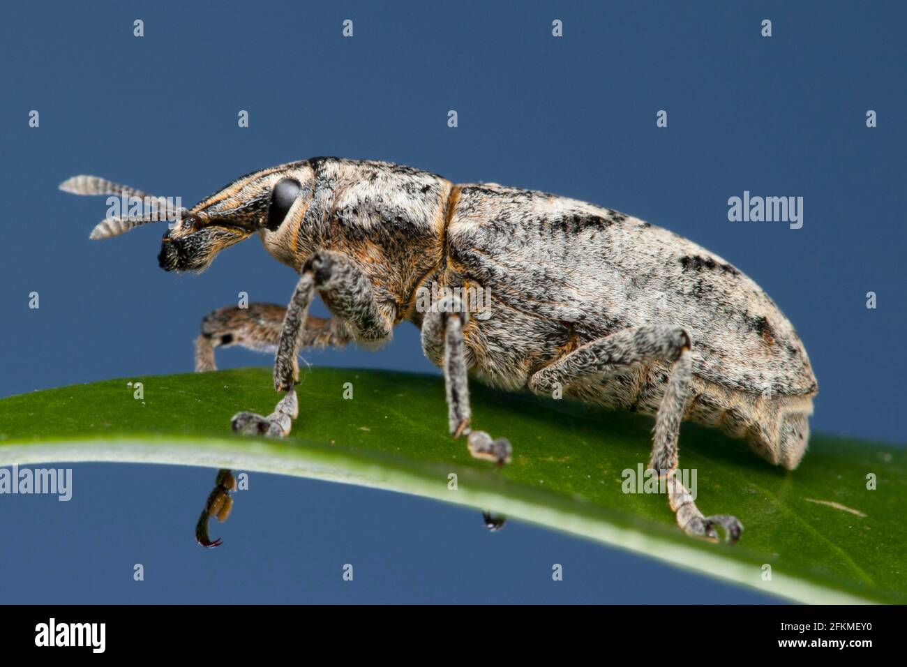 Cleonus piger hi-res stock photography and images - Alamy