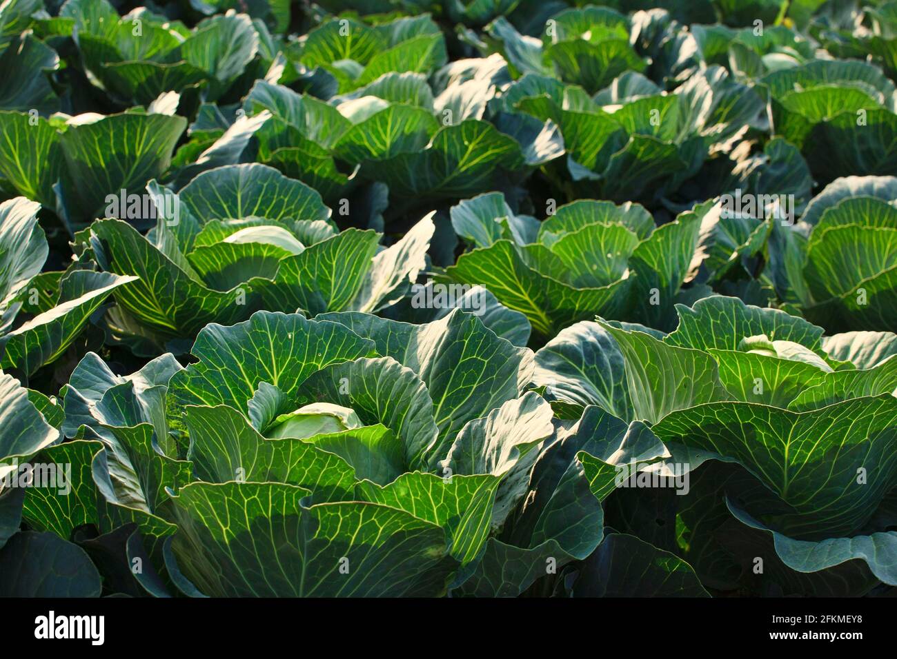 Cabbage (Brassica oleracea var. capitata f. alba Stock Photo - Alamy