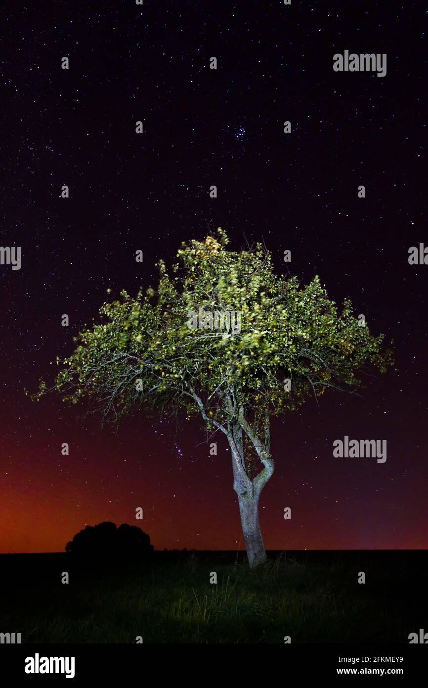 Starry sky with tree, star, stars, Germany Stock Photo - Alamy