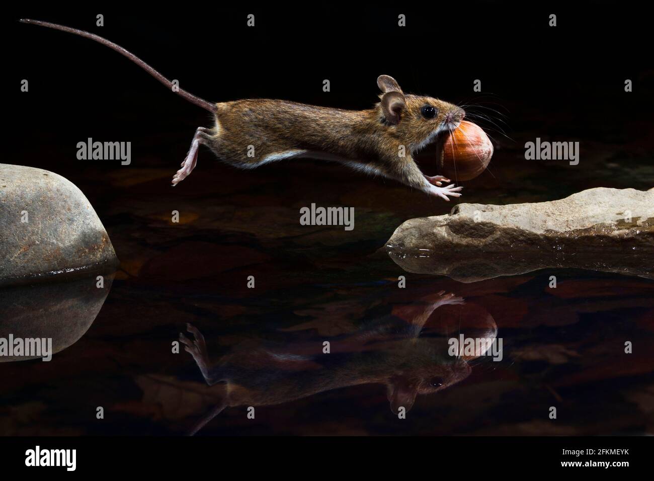 Yellow-necked mouse (Apodemus flavicollis), with hazelnut, nut, Germany ...