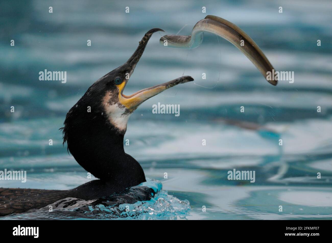Great cormorant (Phalacrocorax carbo) with captured eel, sideways ...