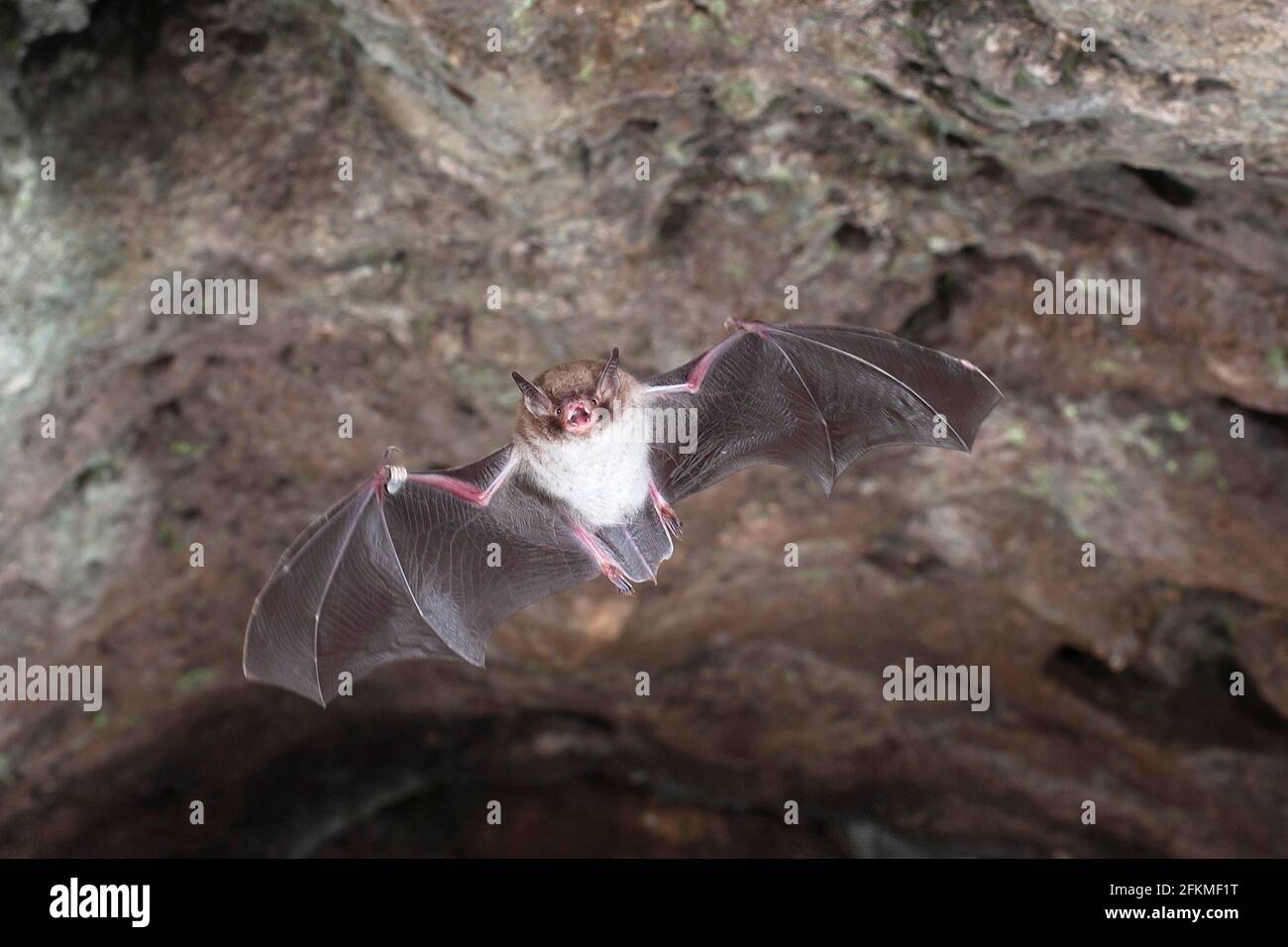 Ringed water bat (Myotis daubentonii) flying out of the summer roost of ...