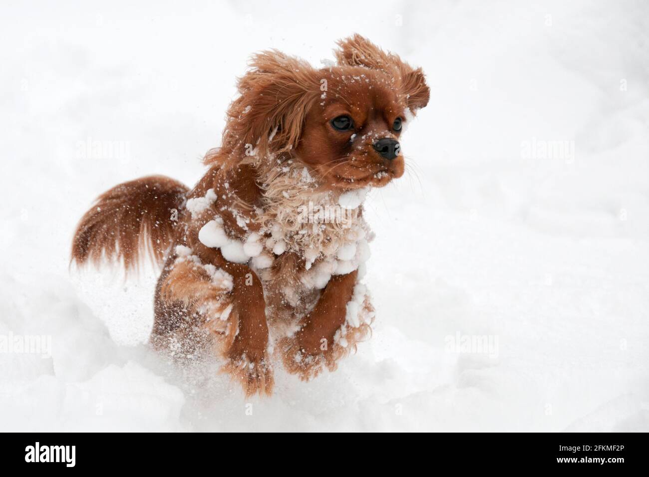 Frozen leg hi-res stock photography and images - Alamy
