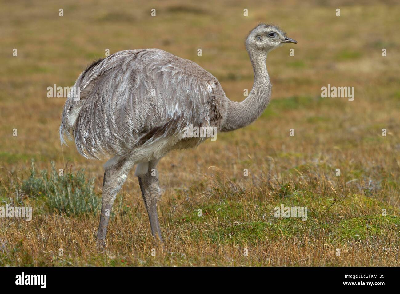 Lesser rhea (Pterocnemia pennata), Patagonia, Chile Stock Photo - Alamy