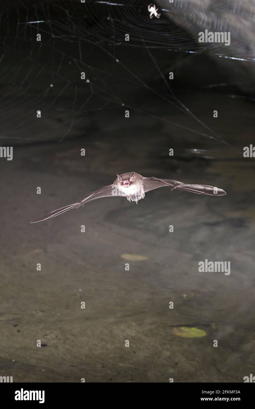 Water bat (Myotis daubentonii) flying through a bridge close to the ...