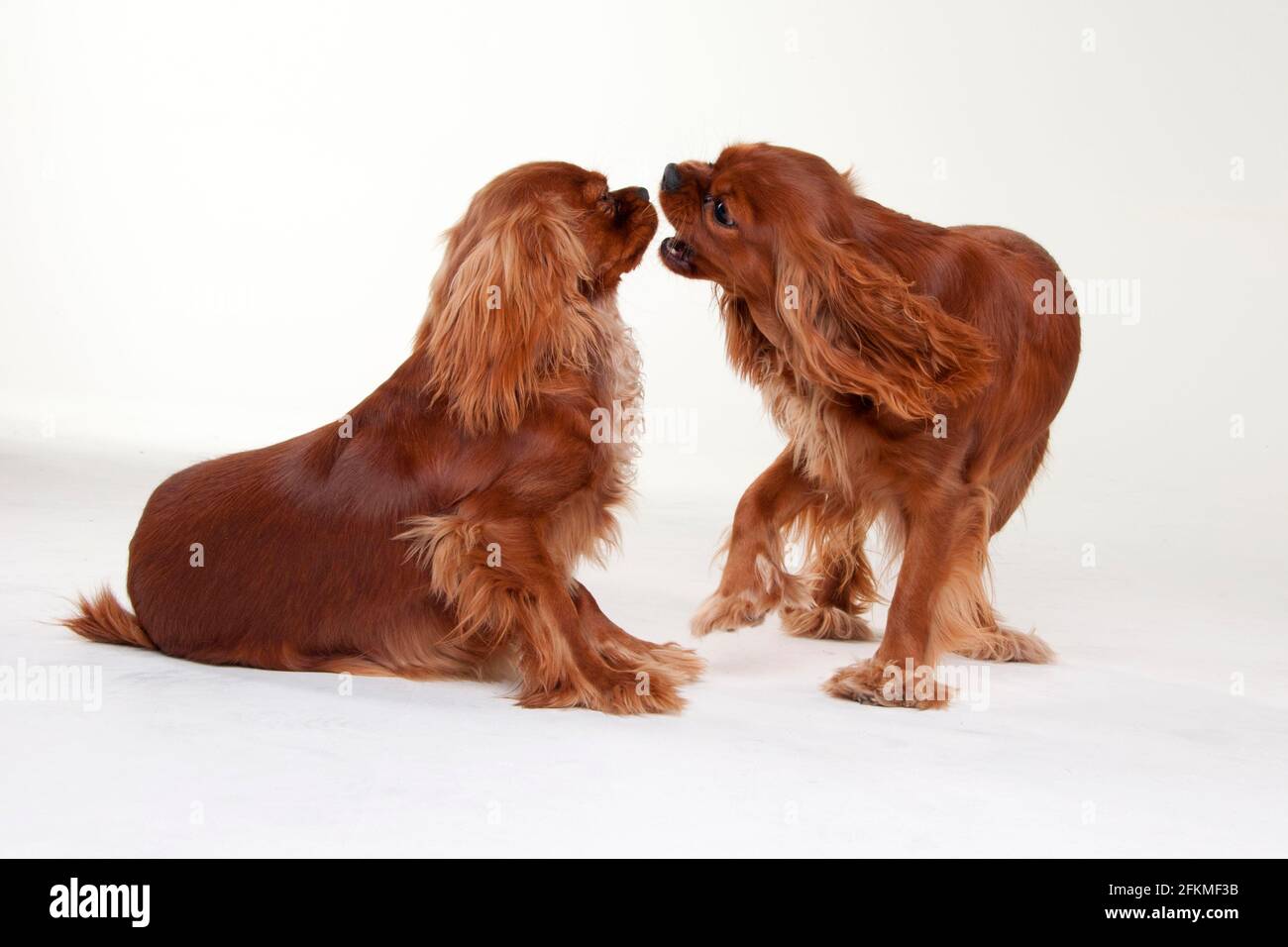 Cavalier King Charles Spaniel, Ruby Stock Photo - Alamy
