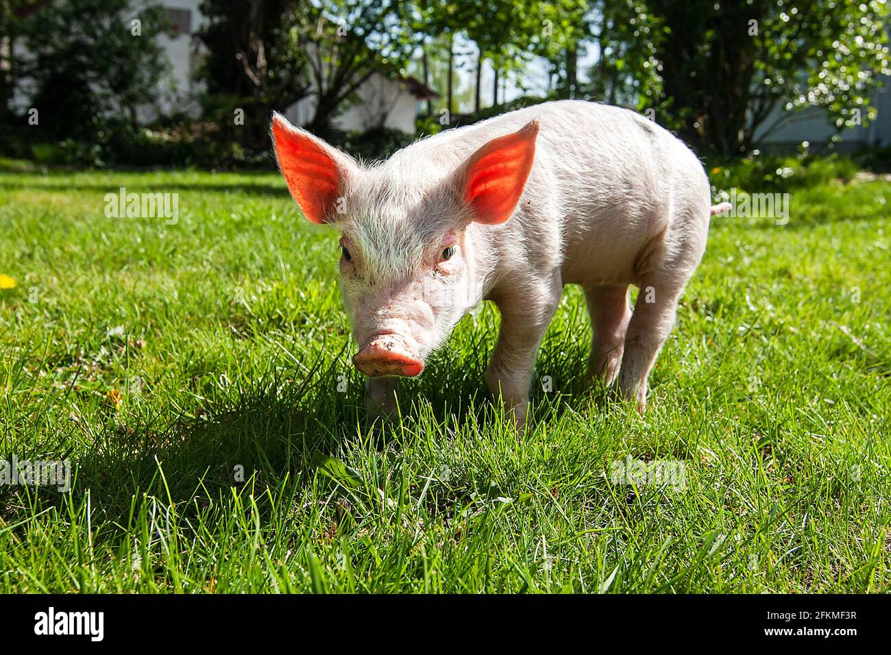 Pig piglet running hi-res stock photography and images - Alamy