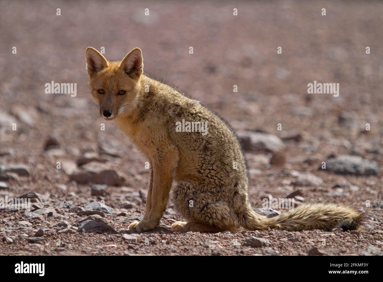 Andean fox (Pseudalopex culpaeus), Culpeo, Altiplano, Bolivia Stock ...