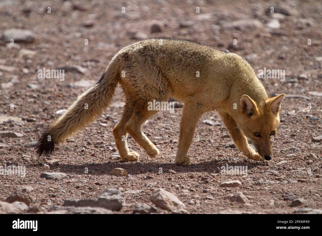 Andean fox hi-res stock photography and images - Alamy