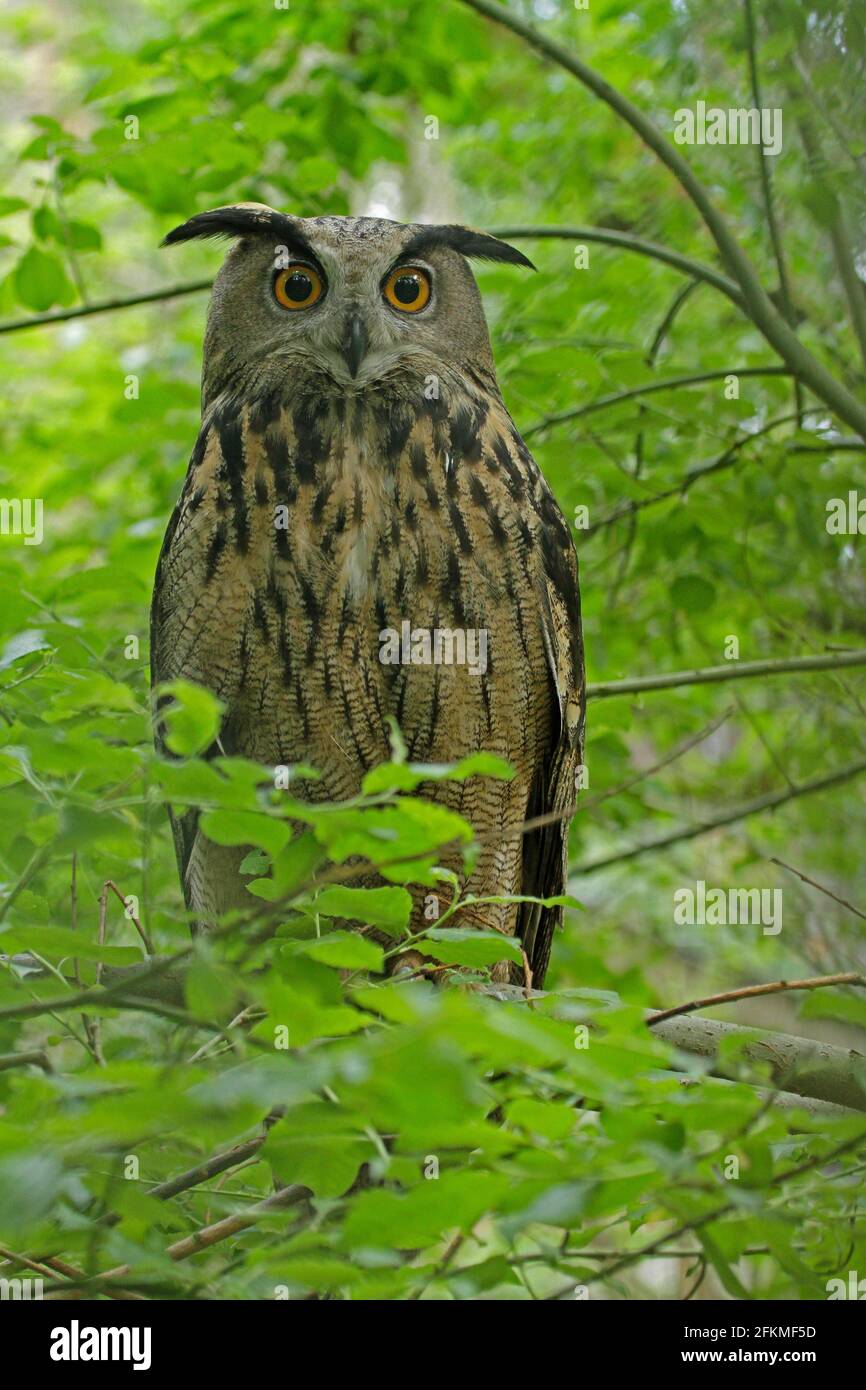 Eurasian Eagle Owl (Bubo bubo Stock Photo - Alamy