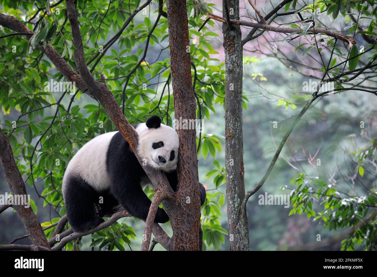 Giant panda in a tree (Ailuropoda Melanoleuca), Sichuan, China Stock ...