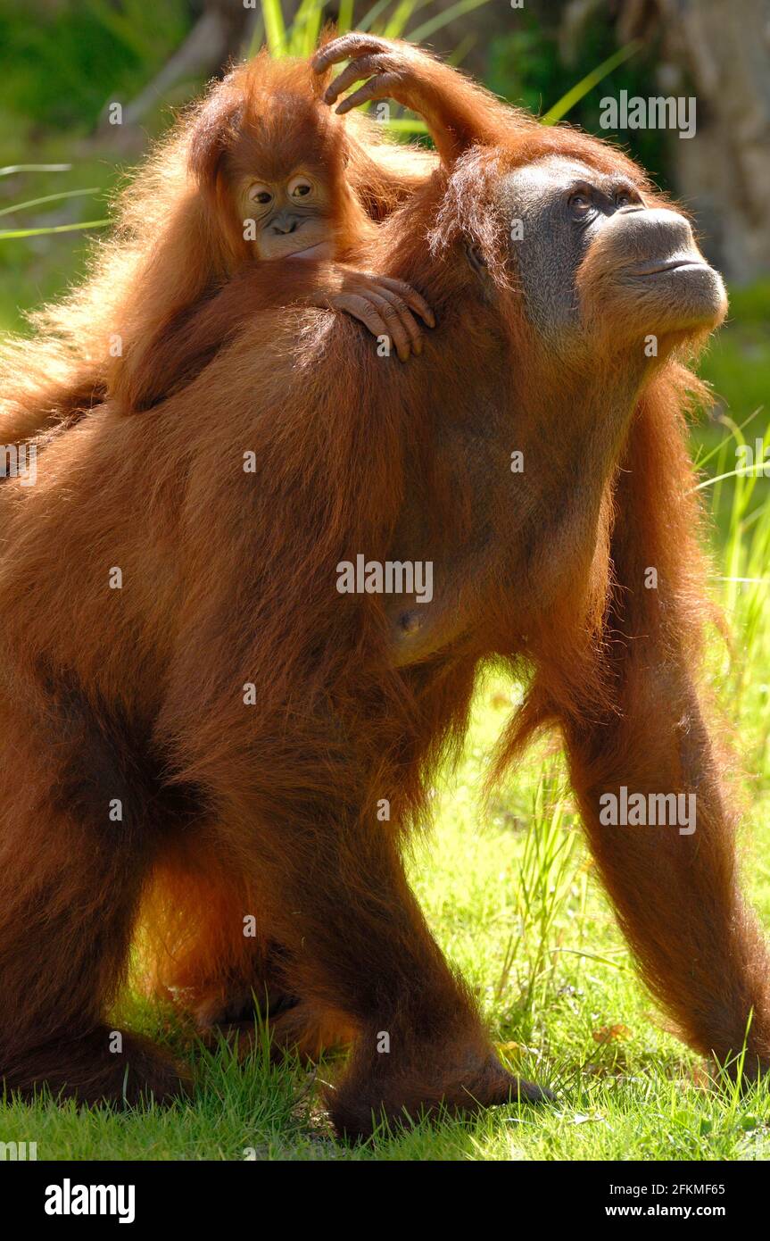 Sumatran orangutan, female with young (Pongo pygmaeus abelii Stock ...