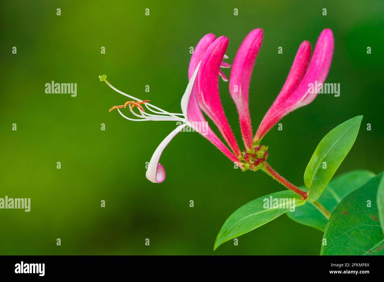 Italian Honeysuckle (Lonicera caprifolium), flower, Rhineland ...