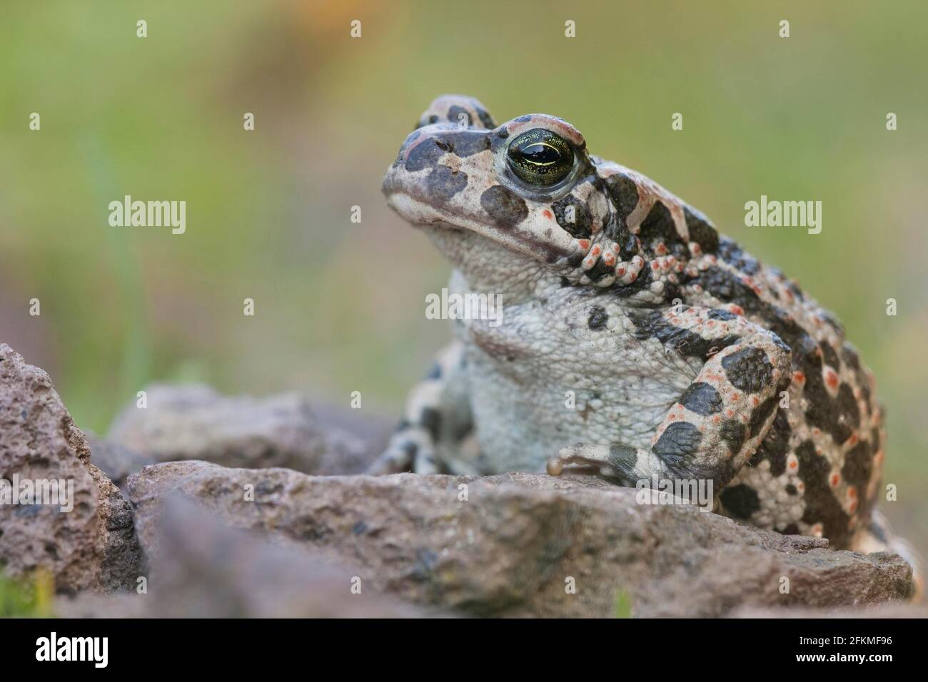 European green toad (Bufotes viridis) Germany Stock Photo - Alamy