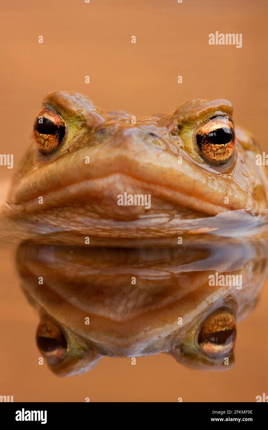 Toad face hi-res stock photography and images - Alamy