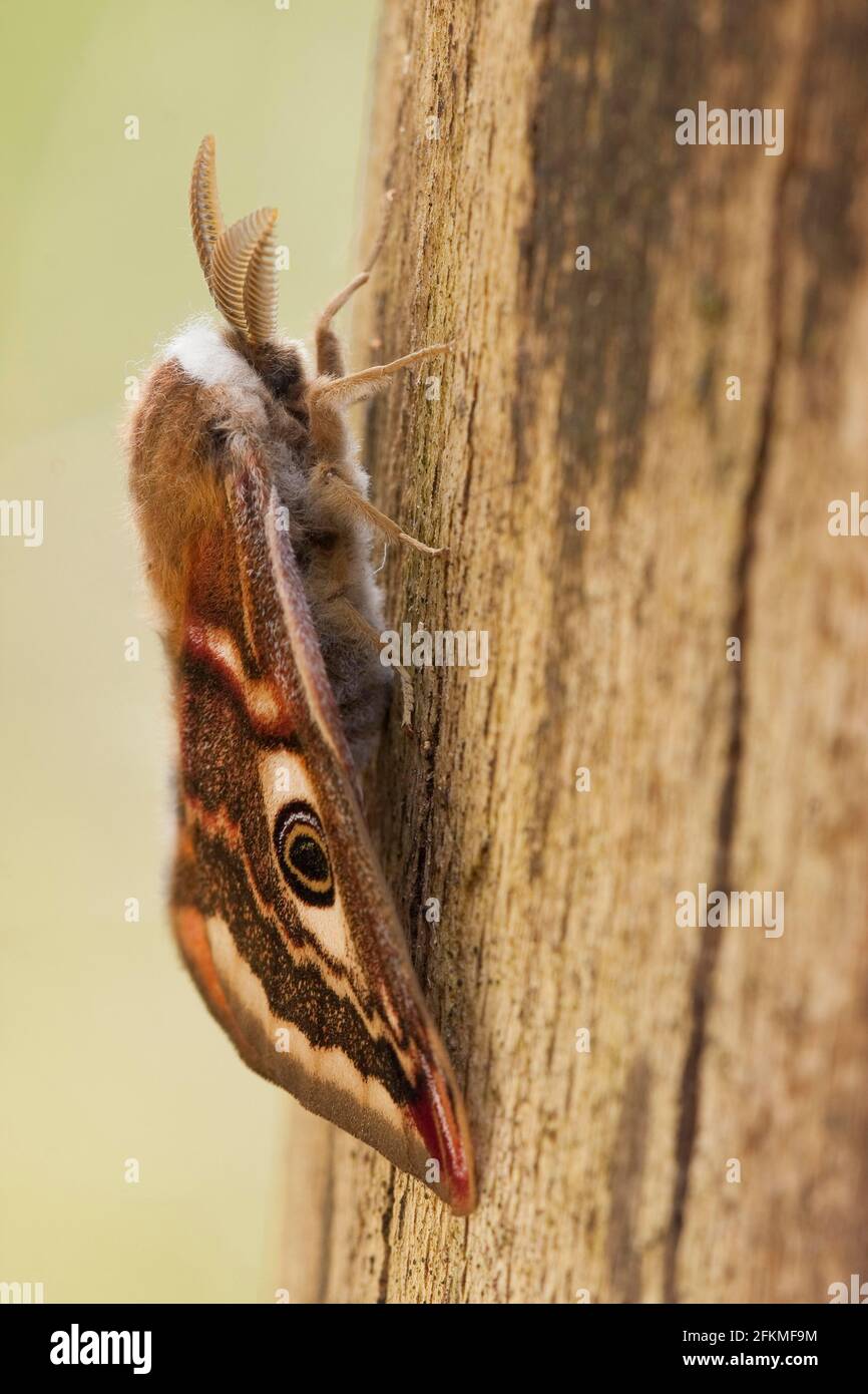 Small emperor moth (Saturnia pavonia) male, Rhineland-Palatinate ...