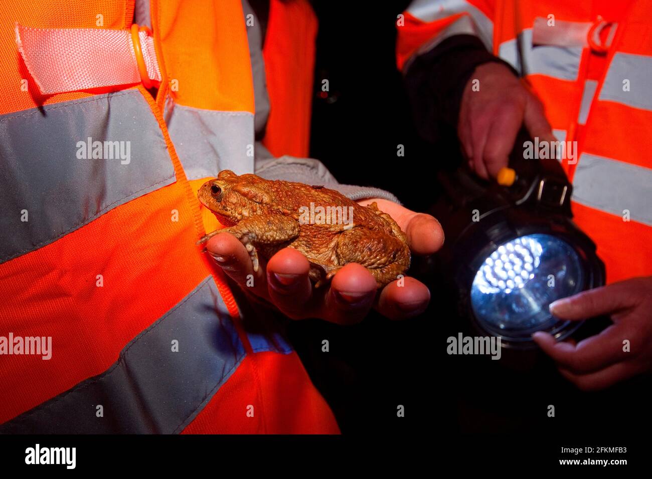 Common toad (Bufo bufo) Toad migration, Rhineland-Palatinate, Germany ...