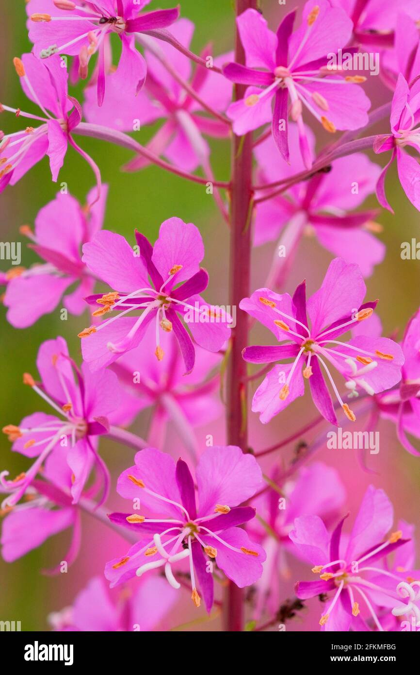 Blooming sallies (Epilobium angustifolium), flower, Rhineland ...