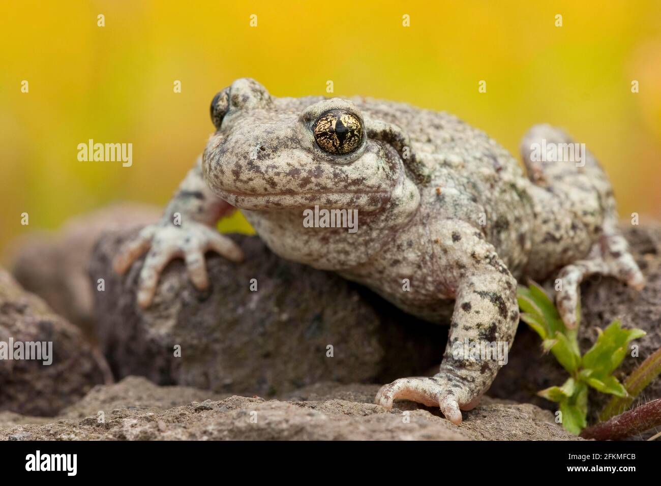 Common midwife toad (Alytes obstetricans), Rhineland-Palatinate ...