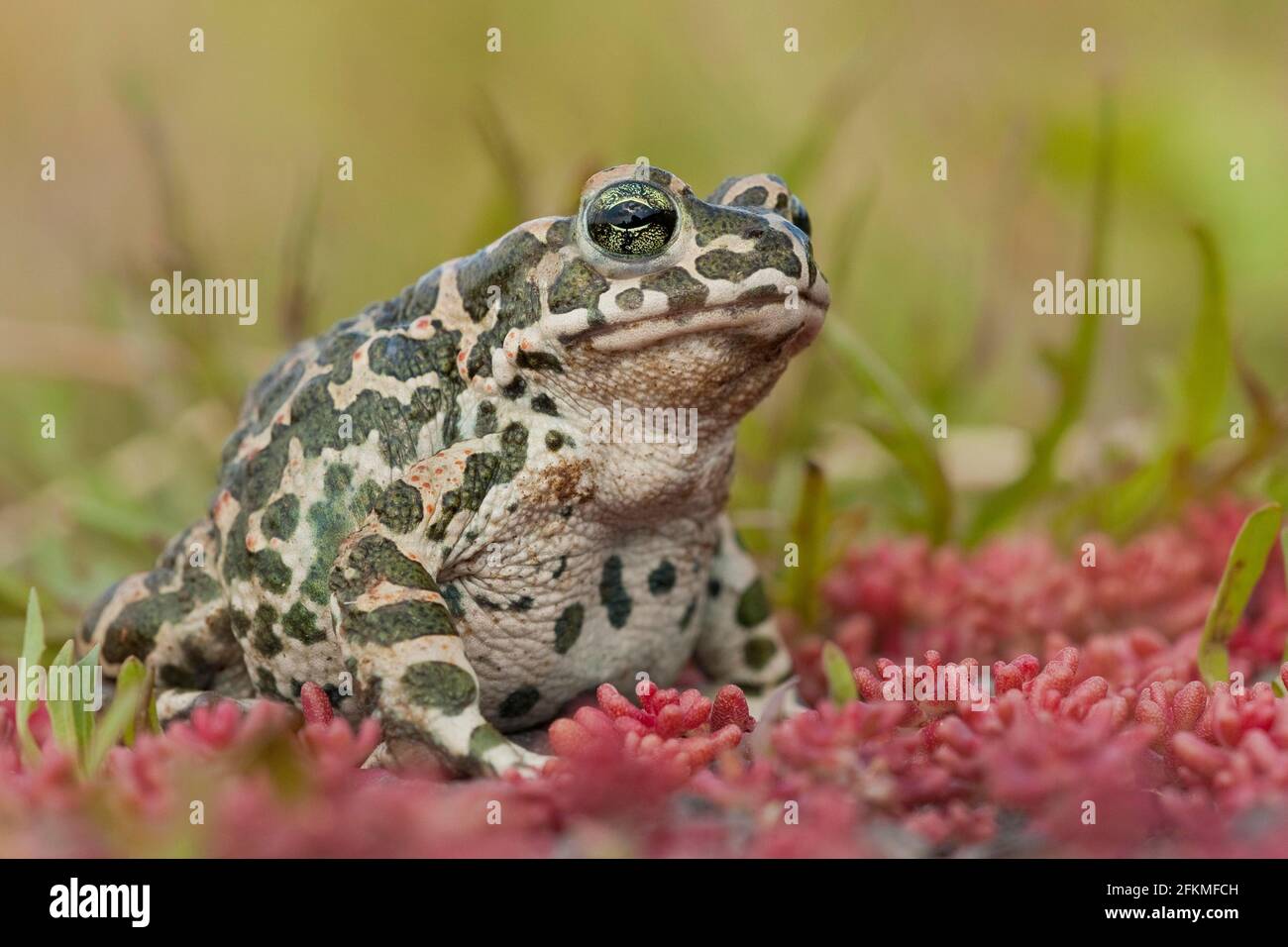 European green toad (Bufotes viridis) Germany Stock Photo - Alamy